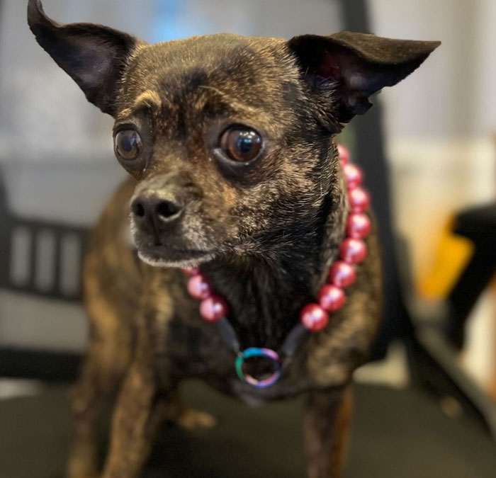 Veterinarian in American Canyon | Near You | American Canyon Veterinary ...